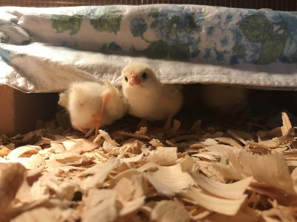 Mama Heating Pad Brooder – Storybook Farm