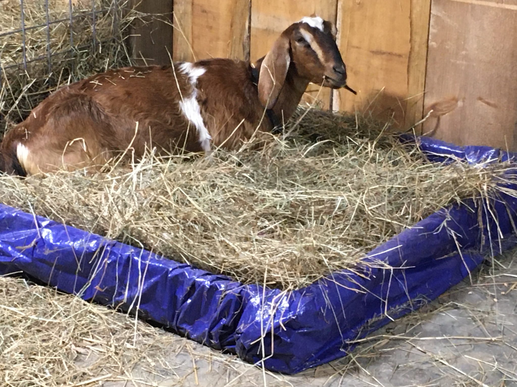 Goat Bunks and Pools – Storybook Farm