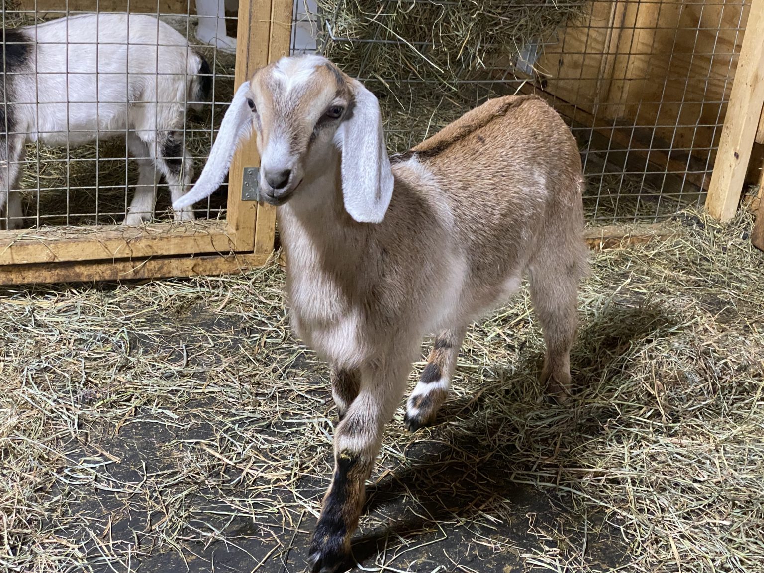 How to Think About Generations with Mini Nubians – Storybook Farm