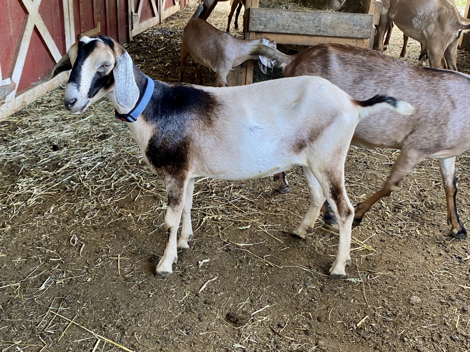 Our Does – Storybook Farm