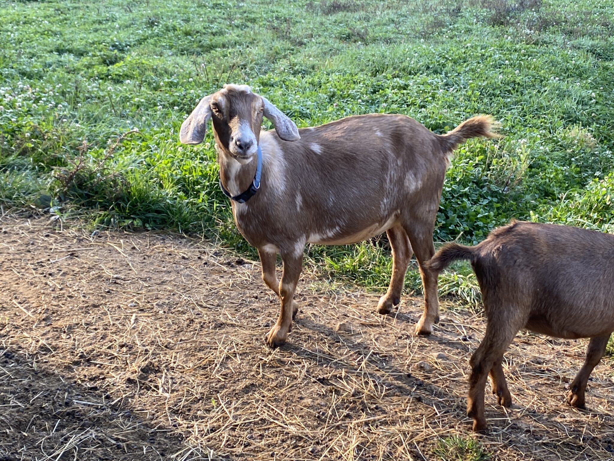 Our Does – Storybook Farm